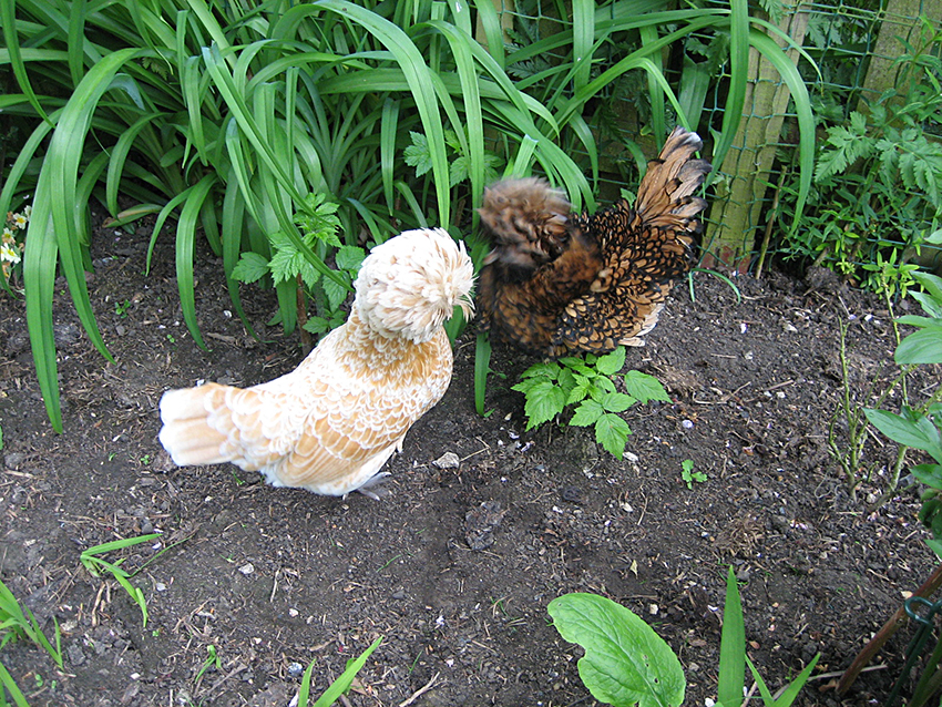 Healthy Eggs – Chloë Bowler